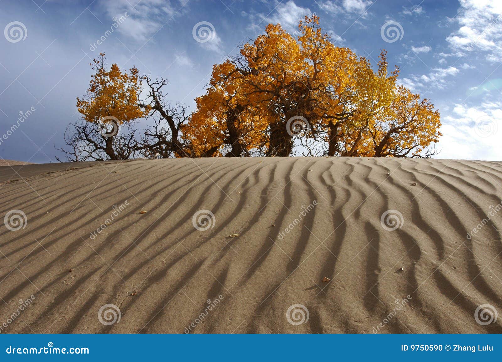 Populus Euphratica in Qinghai Stock Photo - Image of desert, euphratica ...