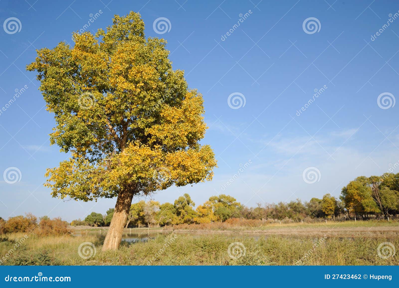 Populus euphratica tree stock photo. Image of farm, fresh - 27423462