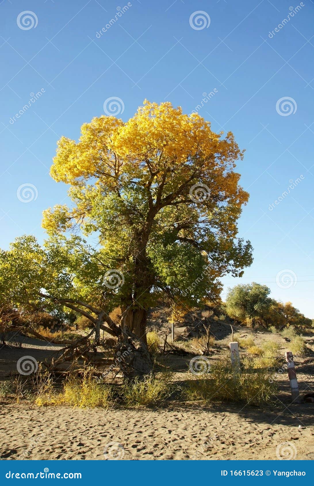 Populus Euphratica Tree in Desert Stock Image - Image of china ...