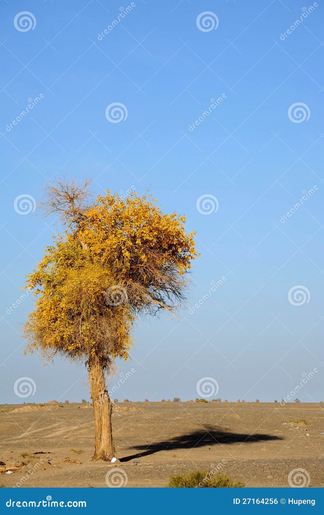 A Populus Euphratica Tree in Desert Stock Photo - Image of autumn, farm ...