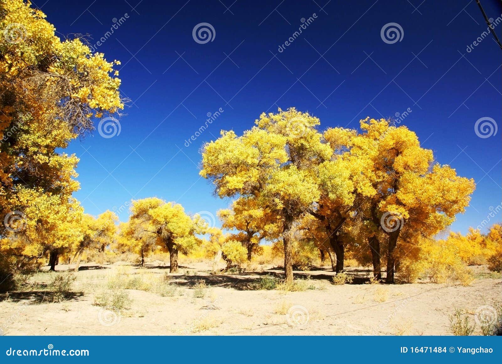 Populus Euphratica Tree Forest Stock Photo - Image of blue, wood: 16471484