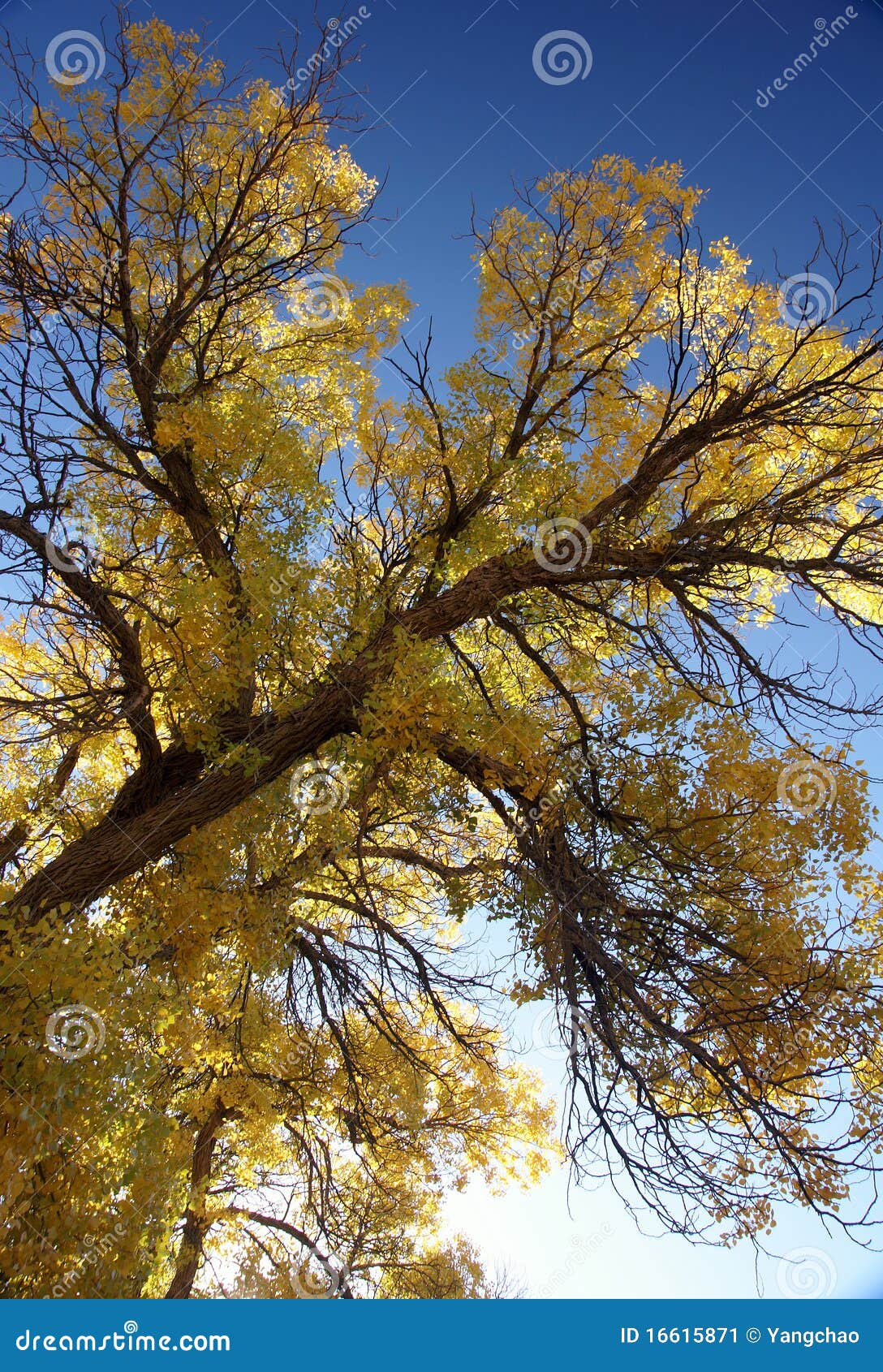 Populus Euphratica Tree with Golden Leaves Stock Image - Image of ...