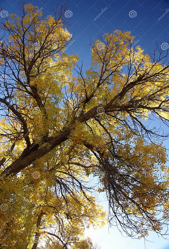 Populus Euphratica Tree with Golden Leaves Stock Image - Image of ...