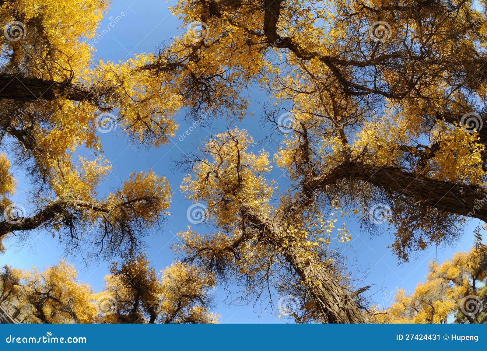 Populus euphratica trees stock image. Image of farm, field - 27424431