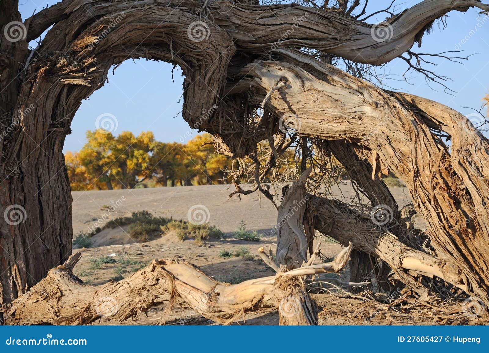 Populus euphratica trees stock image. Image of desert - 27605427