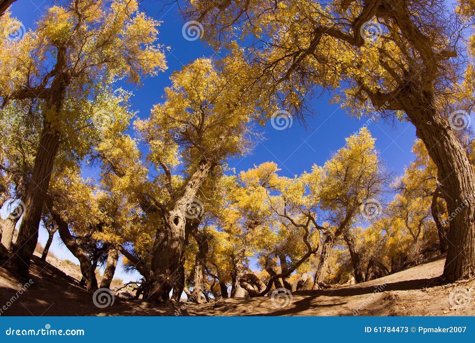Populus euphratica trees stock image. Image of china - 61784473