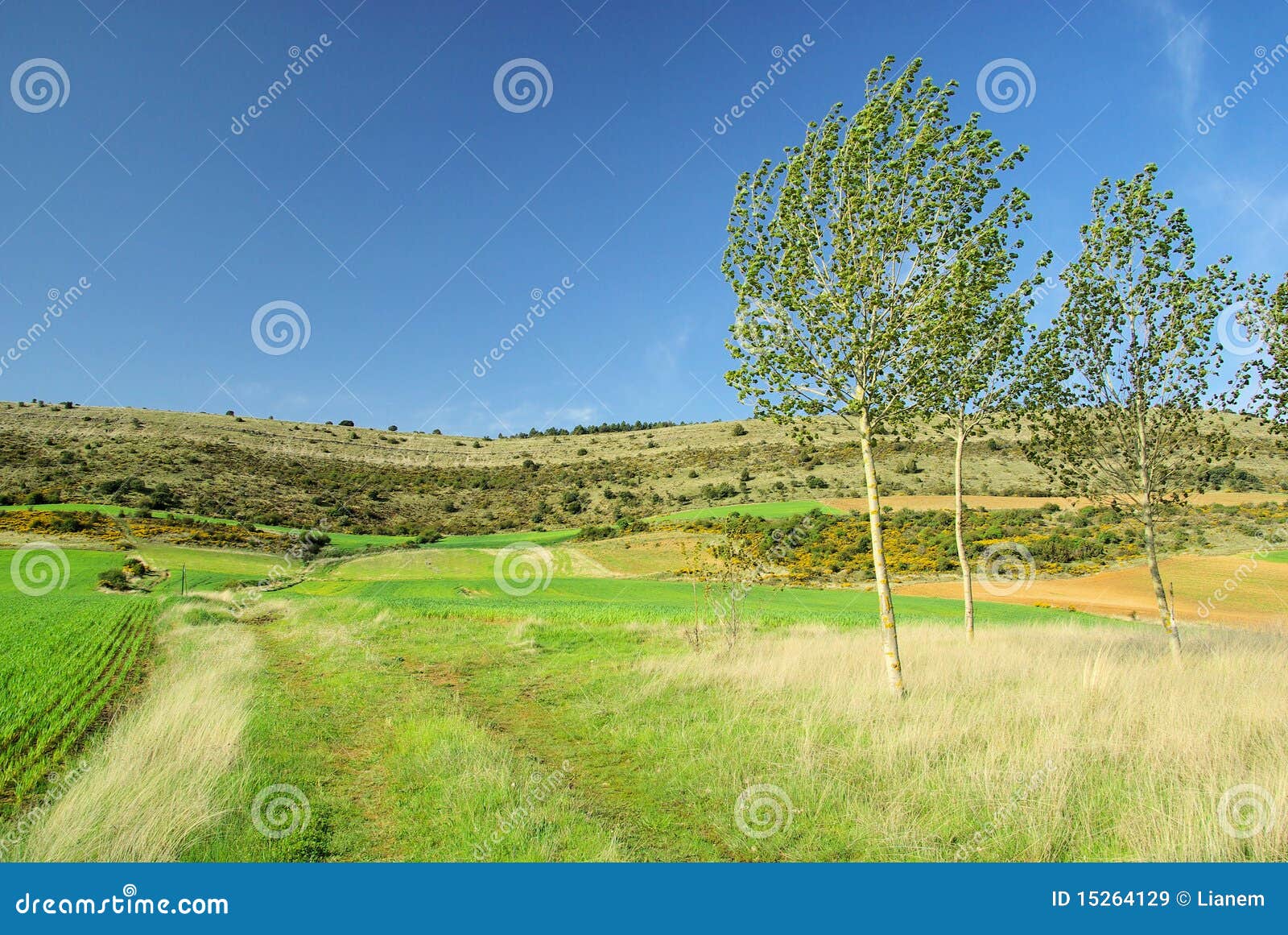 Populus forest stock image. Image of populus, blue, field - 15264129