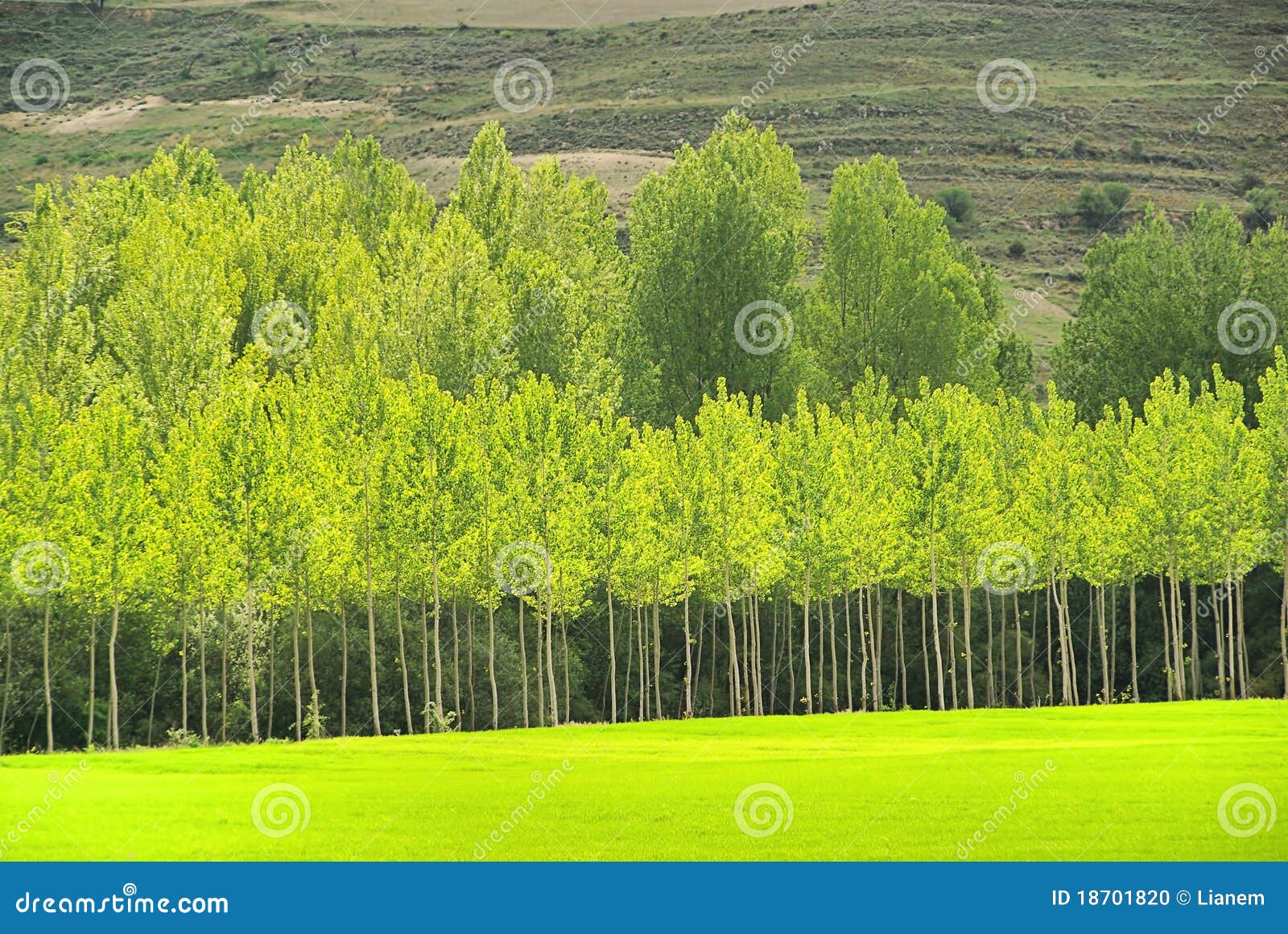 Populus forest stock photo. Image of poplar, biomass - 18701820