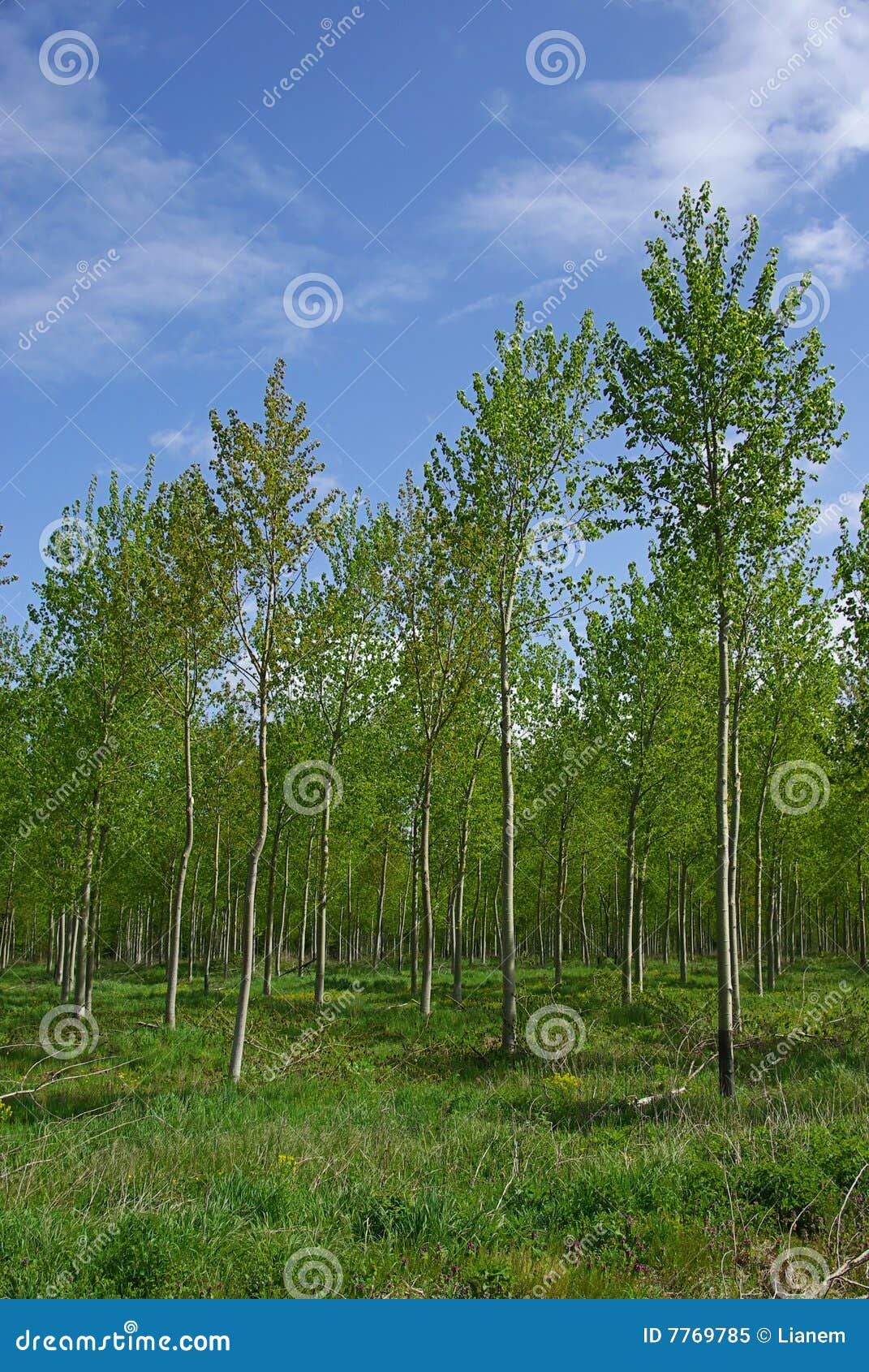 Populus forest stock image. Image of poplar, foliage, field - 7769785