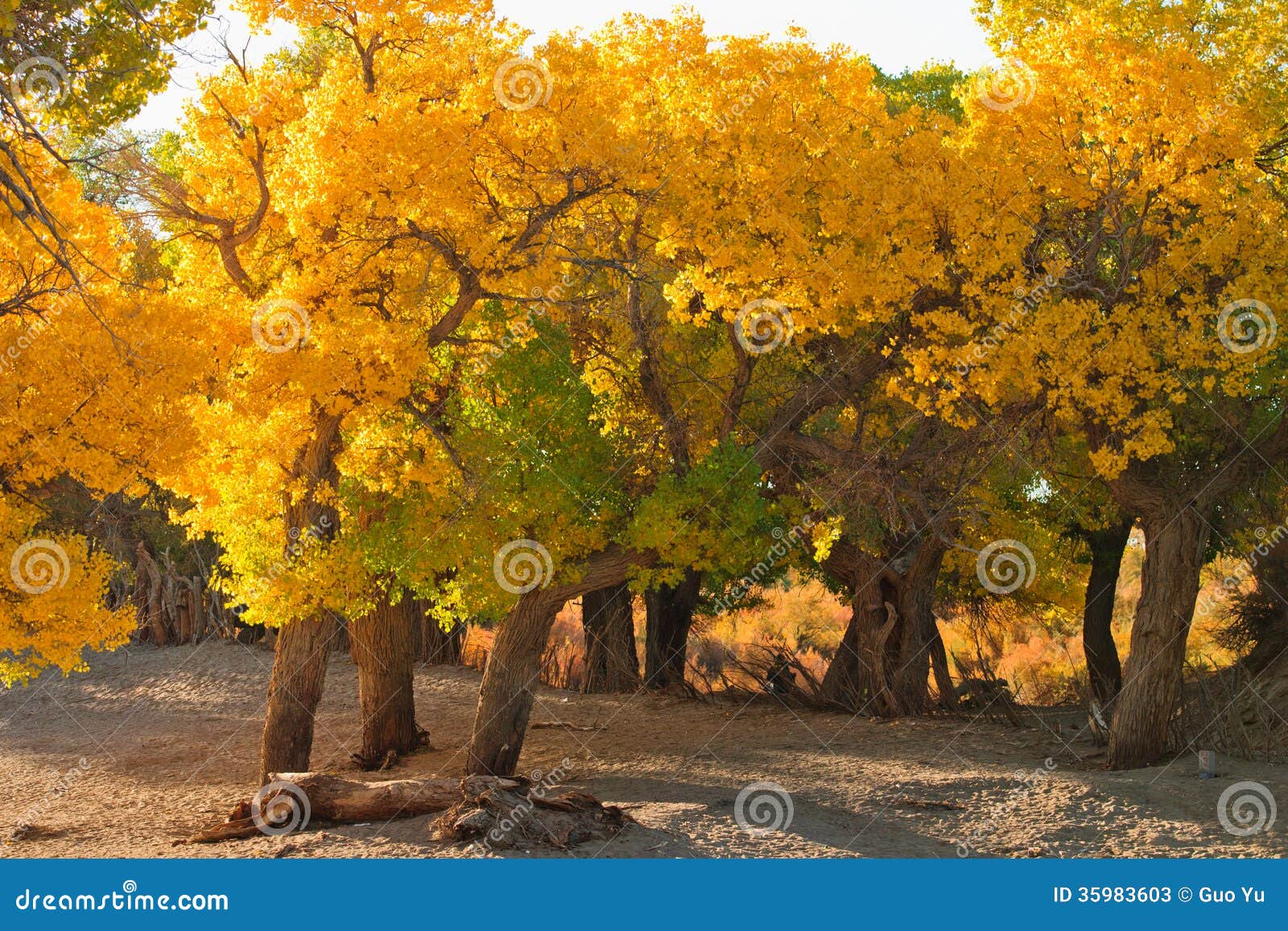 Populus forest stock image. Image of forest, foliage - 35983603