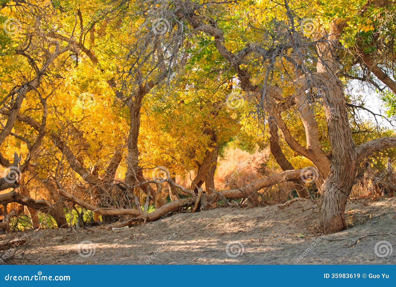 Populus forest stock image. Image of autumn, outdoor - 35983619