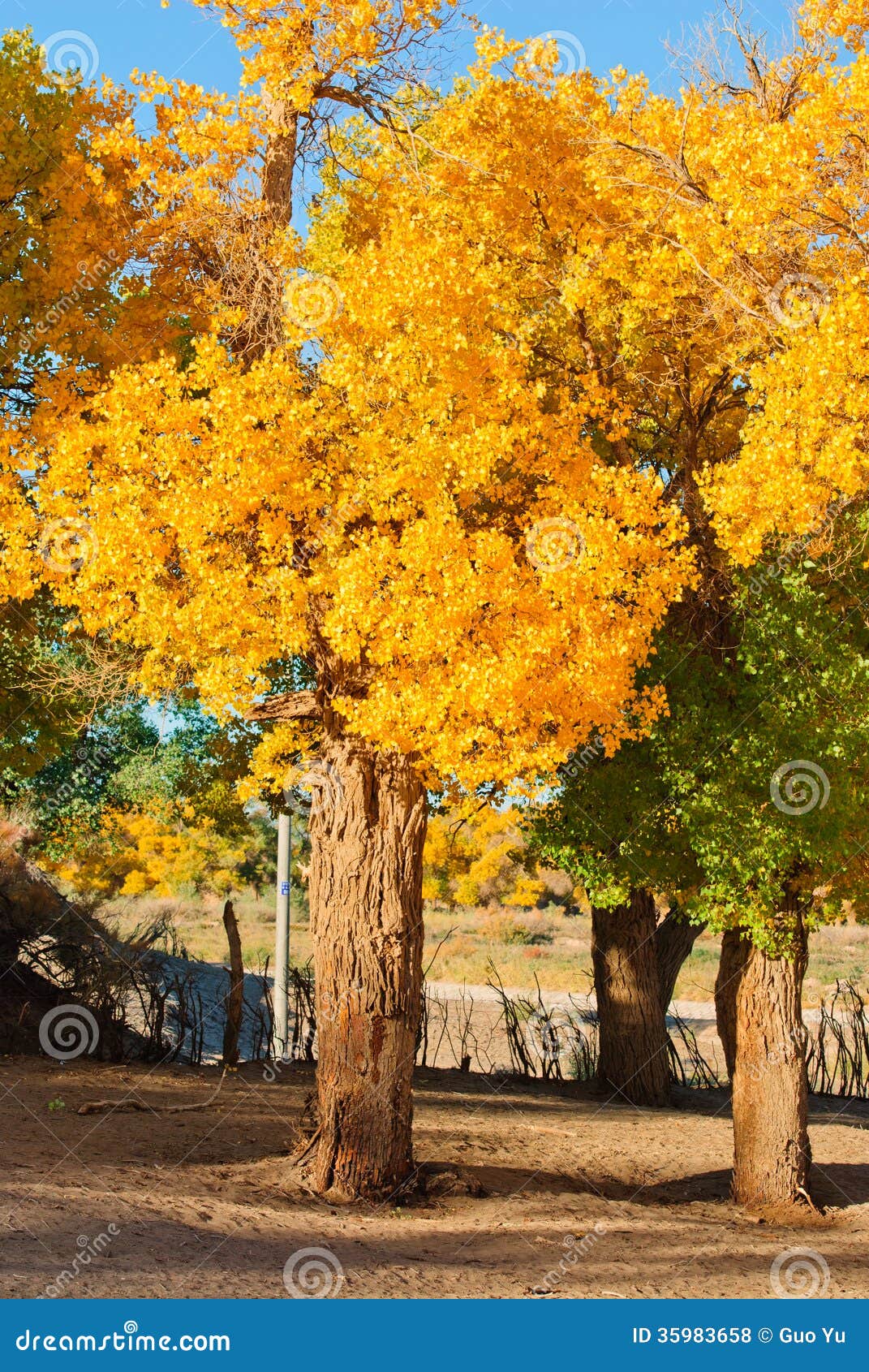 Populus forest stock photo. Image of leaves, populus - 35983658