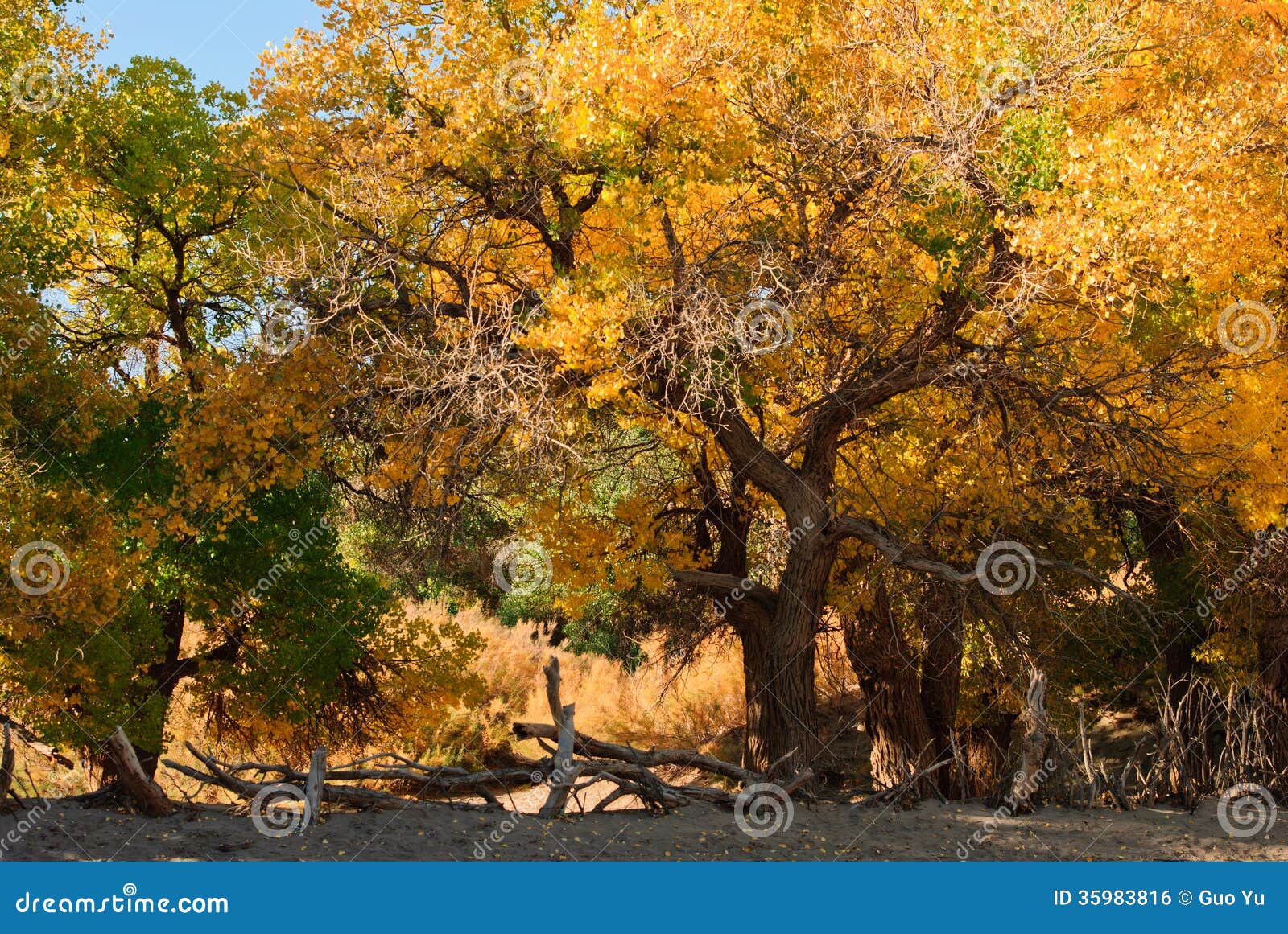 Populus forest stock photo. Image of desert, landscape - 35983816