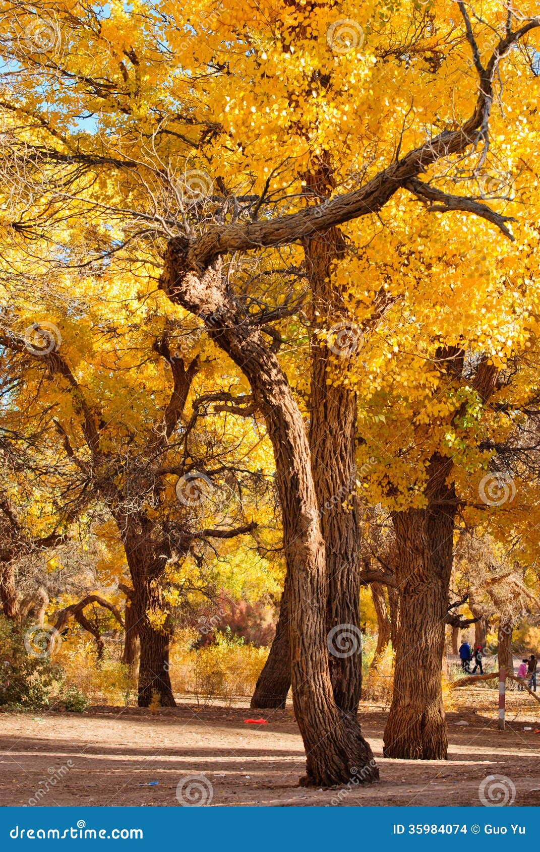 Populus forest stock photo. Image of foliage, forest - 35984074