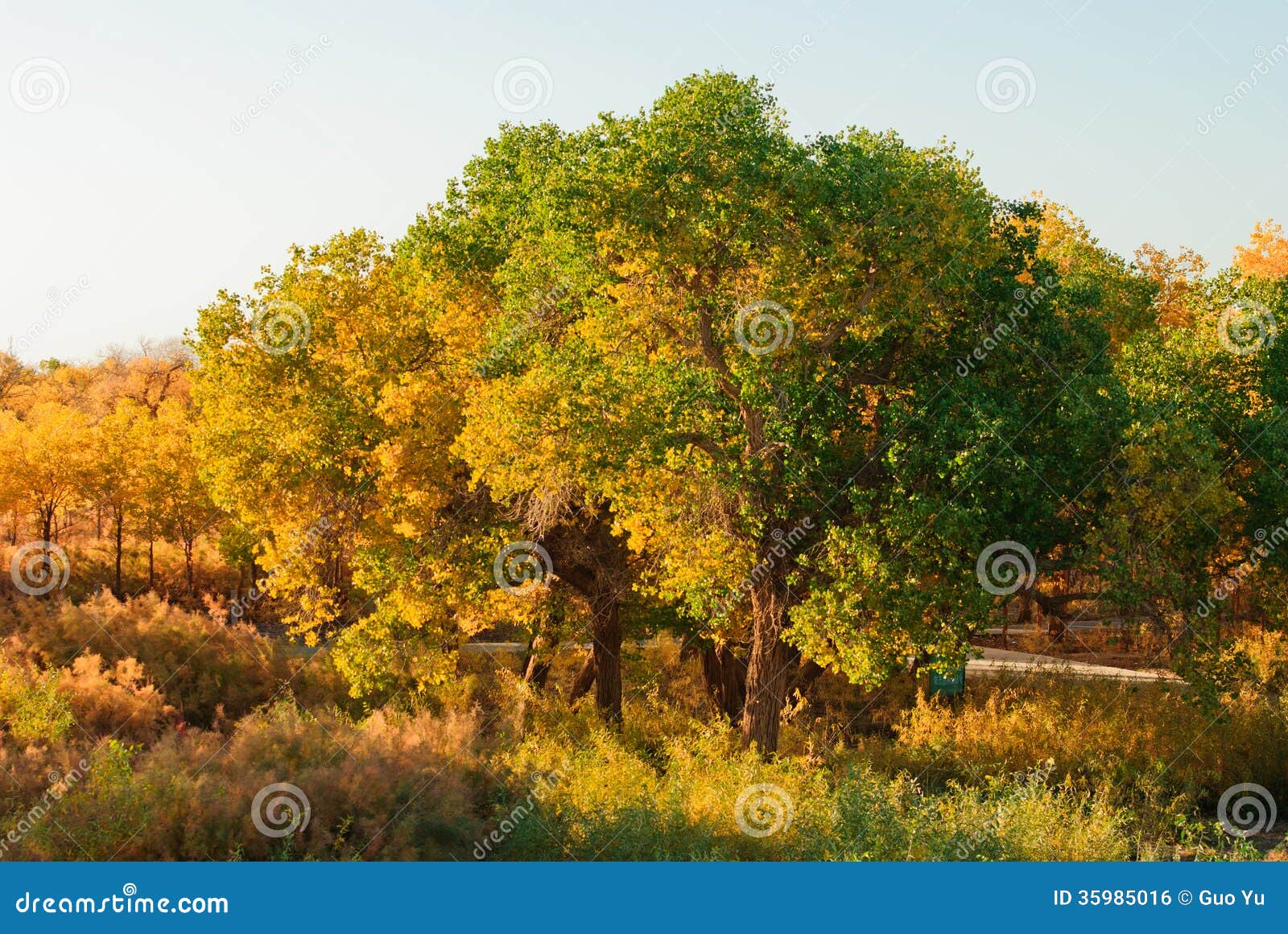 Populus forest stock photo. Image of china, forest, leaves - 35985016