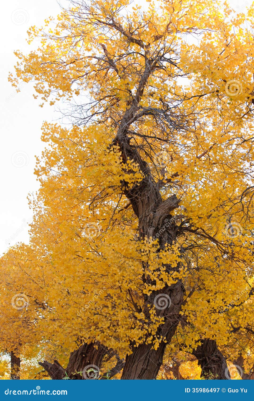 Populus forest stock image. Image of euphratica, landscape - 35986497