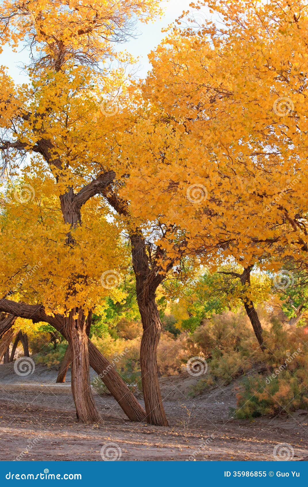 Populus forest stock image. Image of color, leaves, innermongolia ...