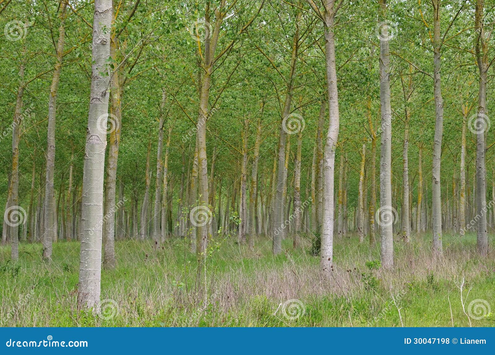 Populus forest stock photo. Image of greenery, foliage - 30047198