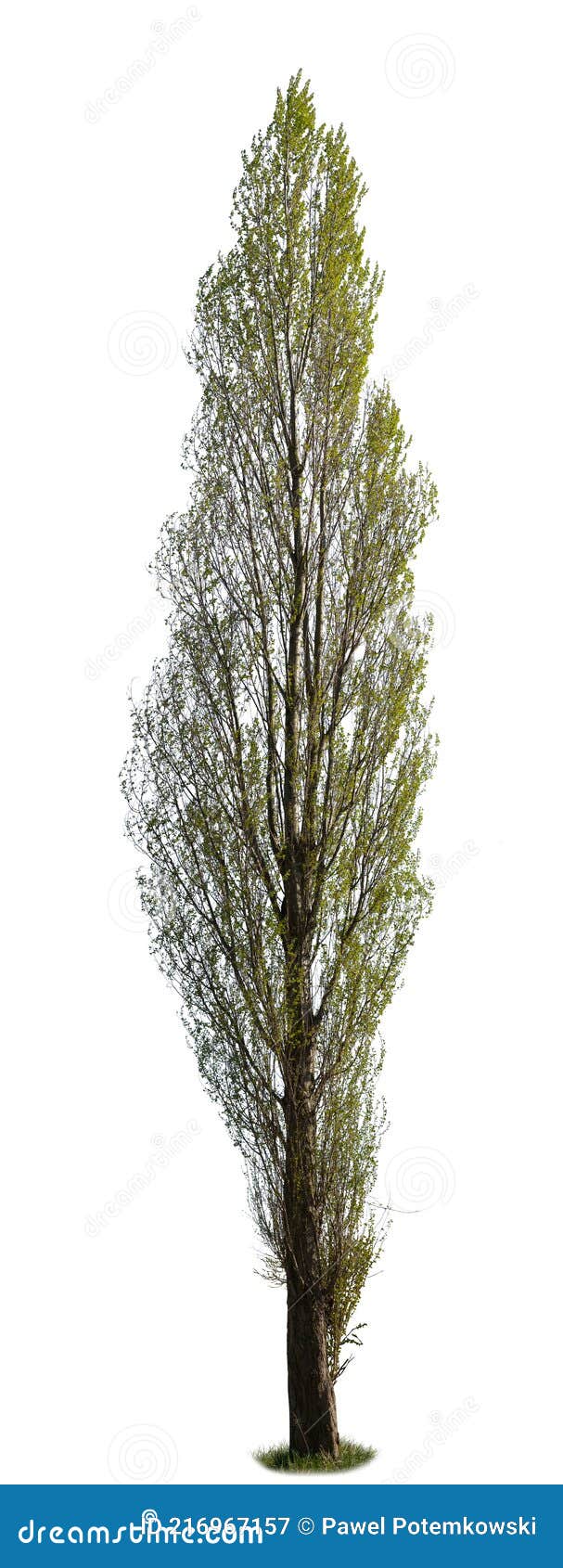 Populus, Known Also As Poplar Tree, Isolated on White Background Stock ...