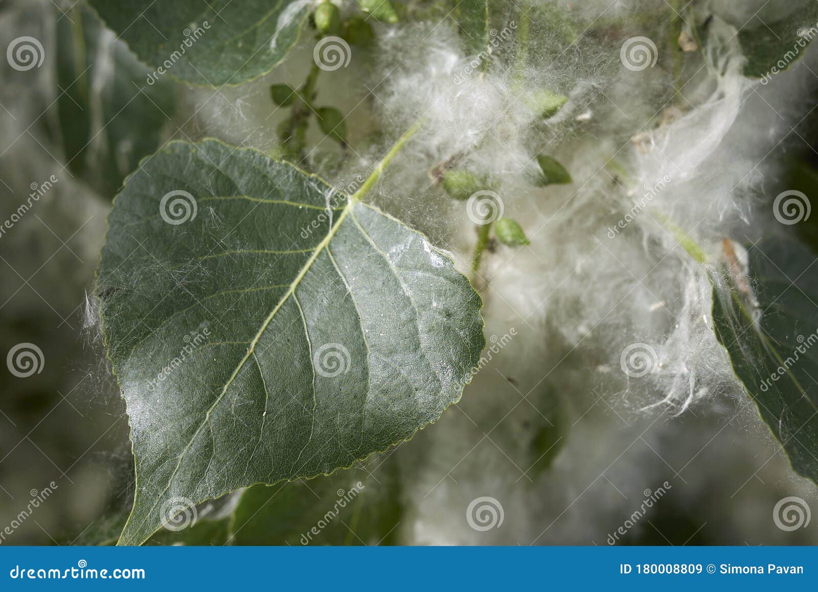 Populus Nigra Fruit Close Up Stock Image - Image of background, season ...