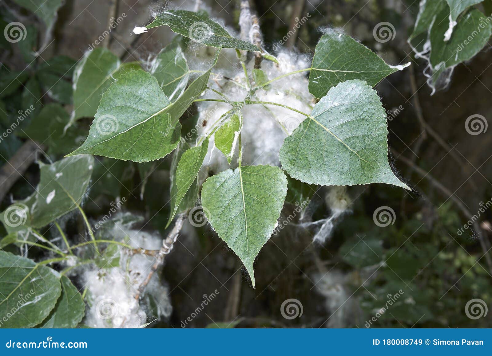 Populus Nigra Leaf