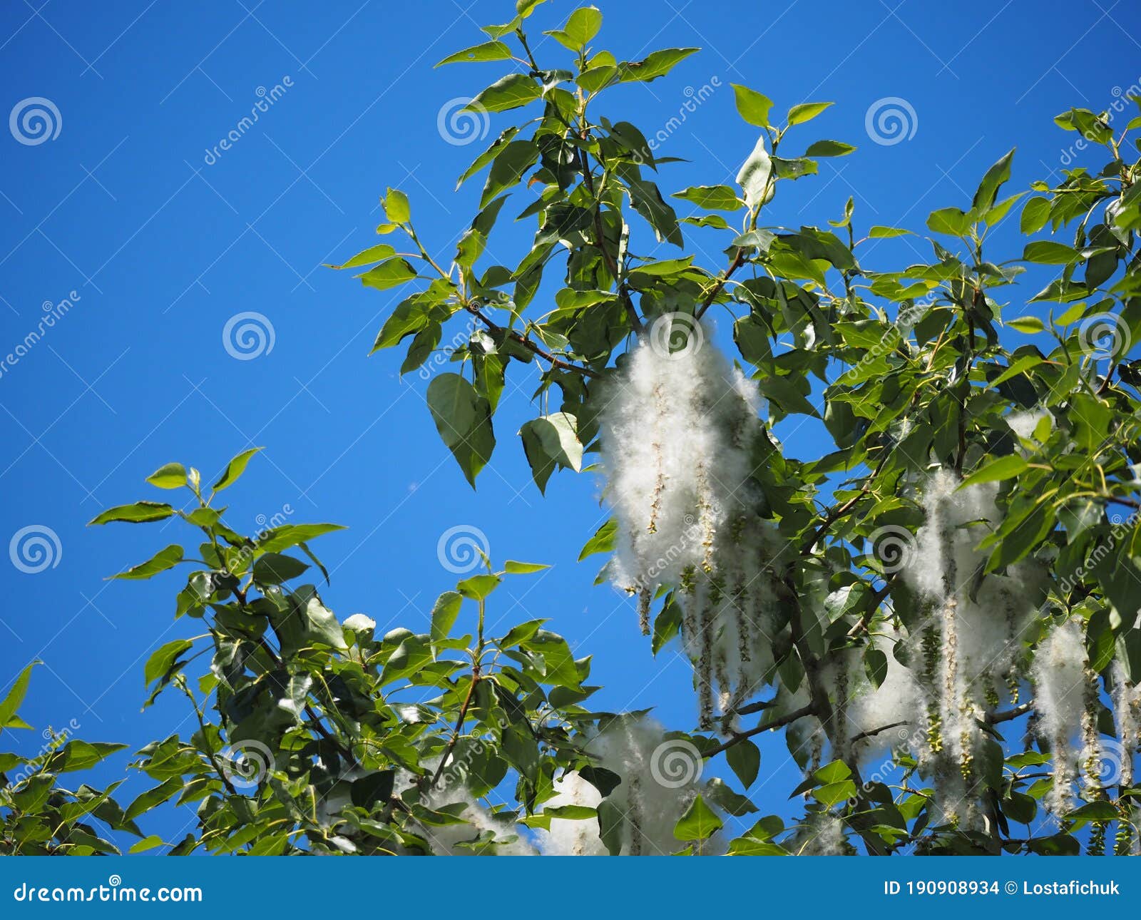 Populus or Poplar Species with Seeds in Summer Stock Photo - Image of ...