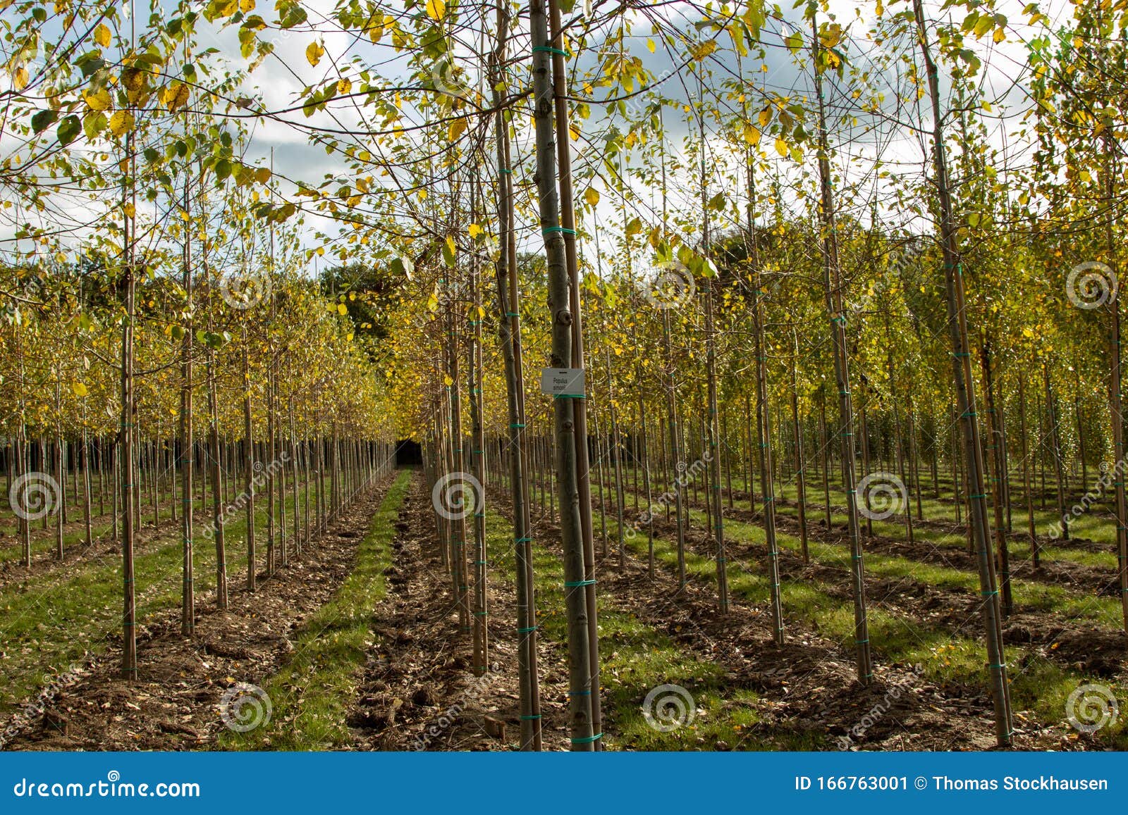 Populus Simonii, View in Part of a Tree Nursery Stock Image - Image of ...