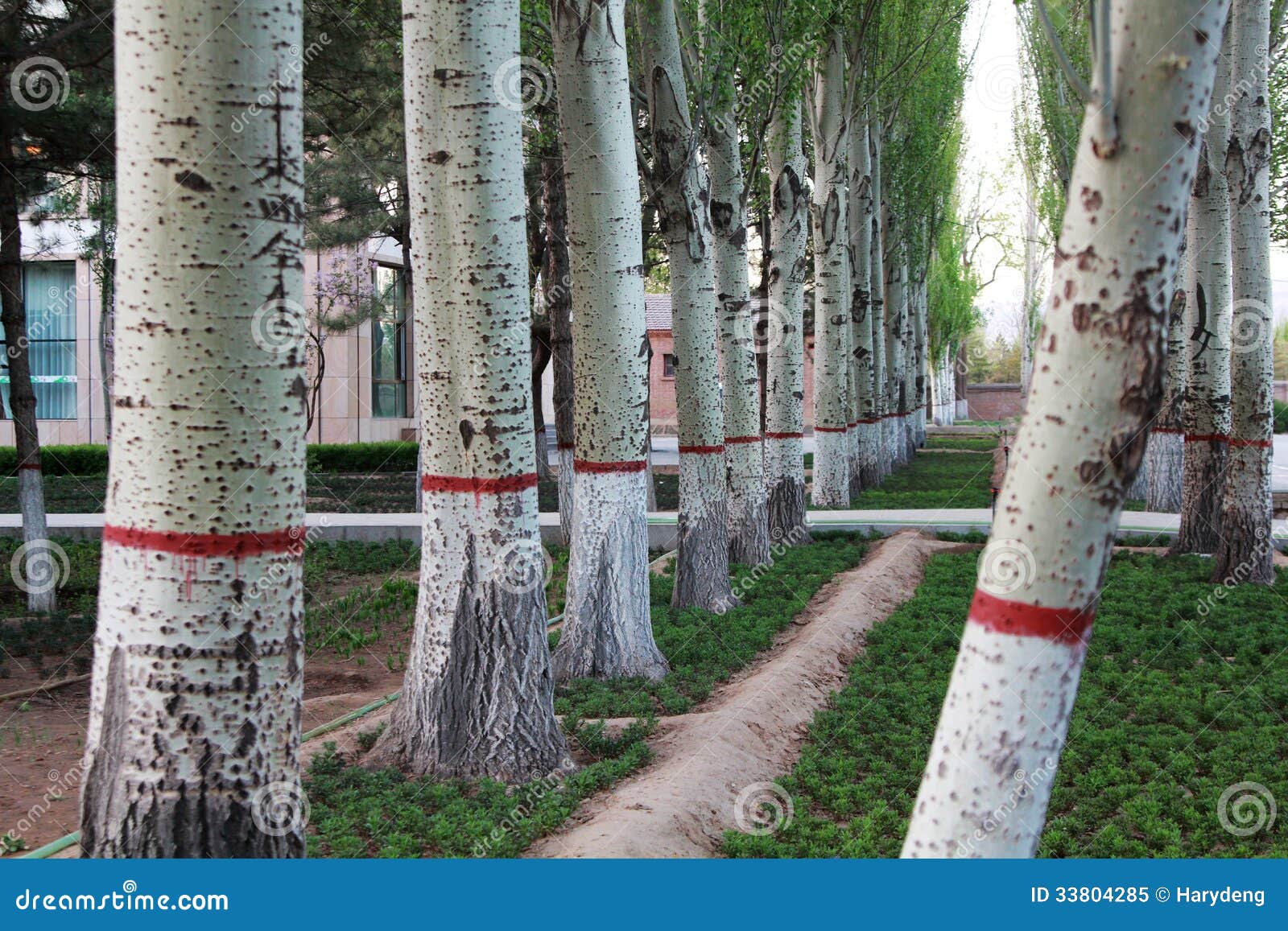 Populus tomentosa Carr stock image. Image of mongolia - 33804285