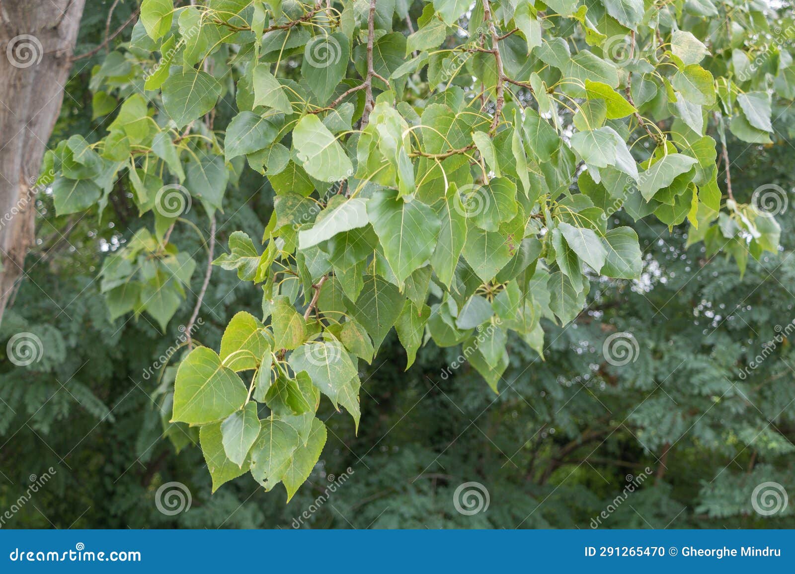 A Populus Tree with Lots of Green Leaves on it Stock Photo - Image of ...