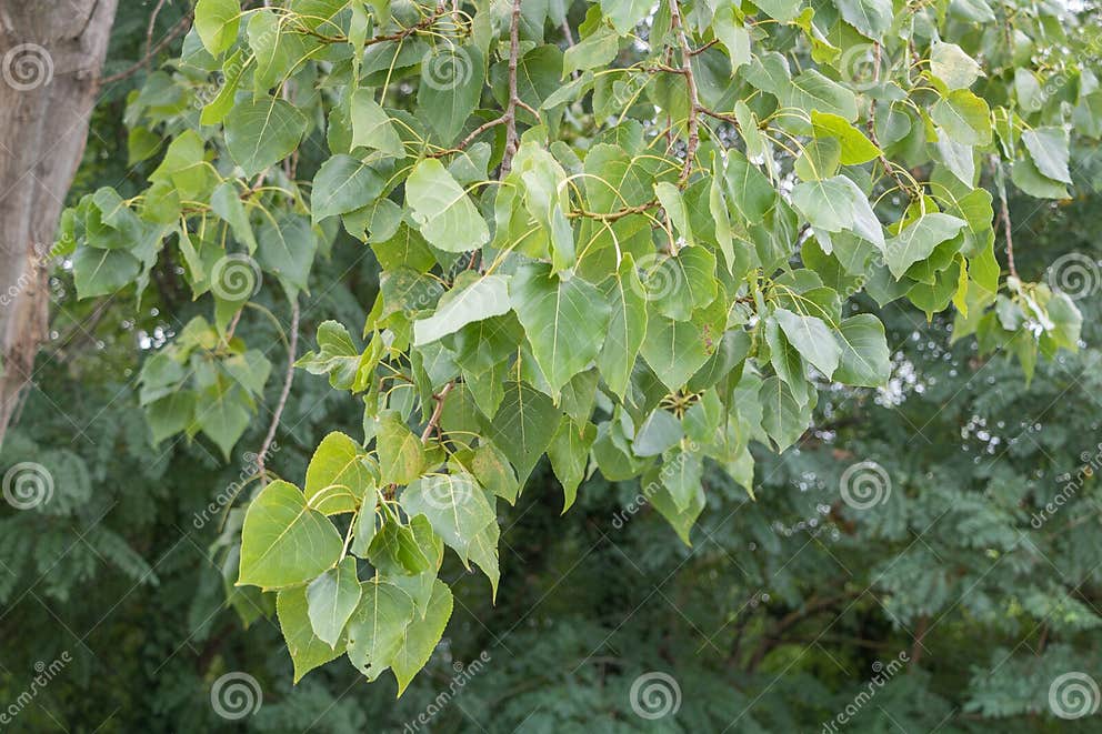 A Populus Tree with Lots of Green Leaves on it Stock Photo - Image of ...