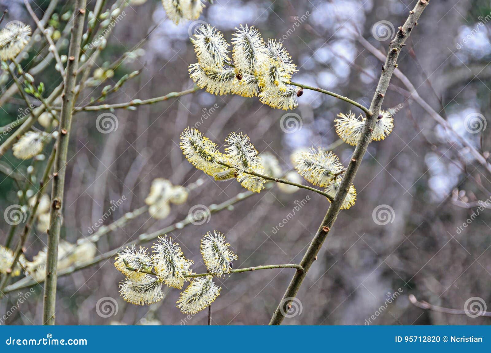 Populus Tree White Furry Buds, Close Up Branches Stock Photo - Image of ...