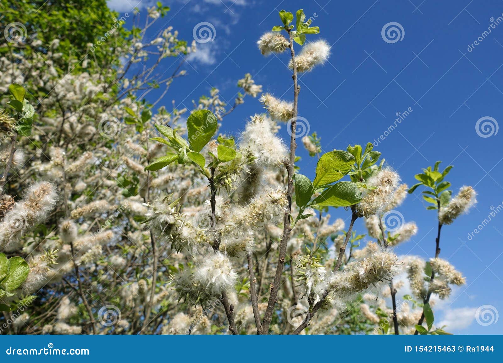 Populus Tremula, Also Called Aspen, Has Spread it`s Seeds All Over the ...