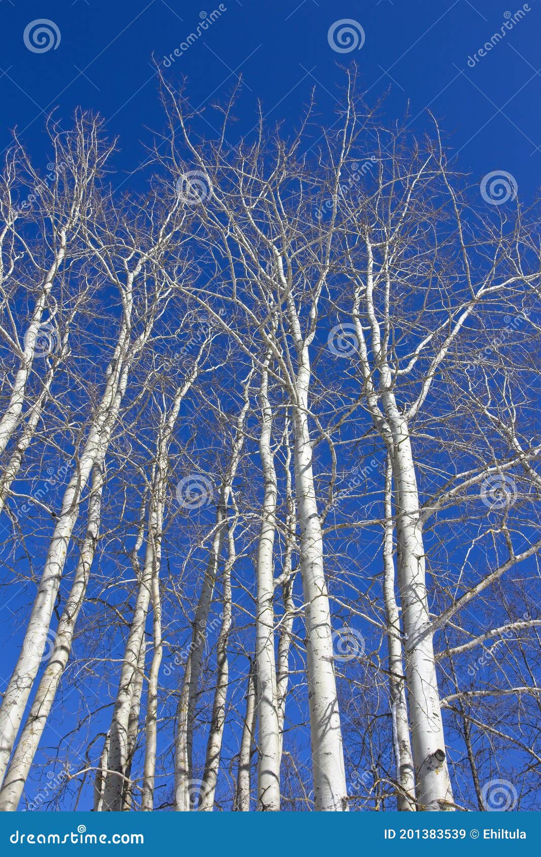 Populus Tremula Aspen Trees at Winter, Finland Stock Image - Image of ...