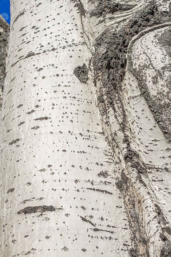 Populus Tremula, Espenbaum, Baum Der Aspe Oder Der Zitterpappel ...