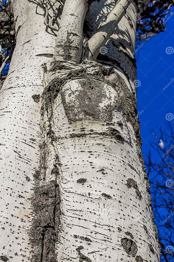 Populus Tremula, Espenbaum, Baum Der Aspe Oder Der Zitterpappel ...
