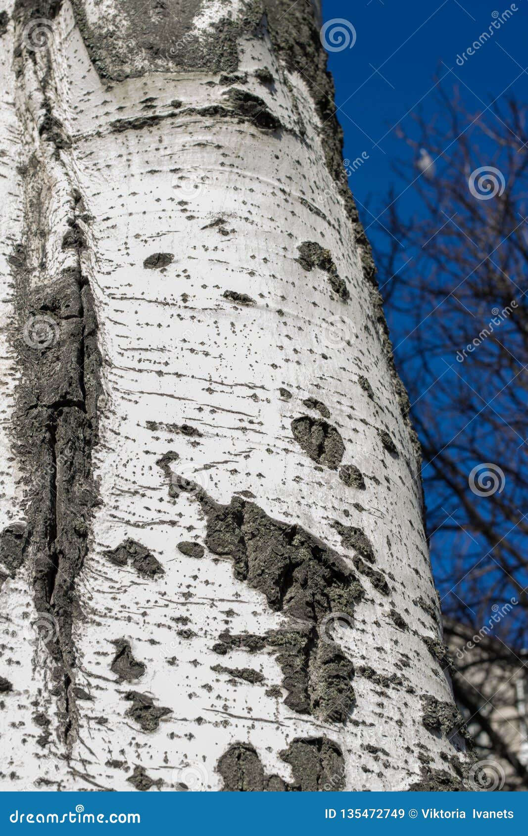 Populus Tremula, Espenbaum, Baum Der Aspe Oder Der Zitterpappel ...