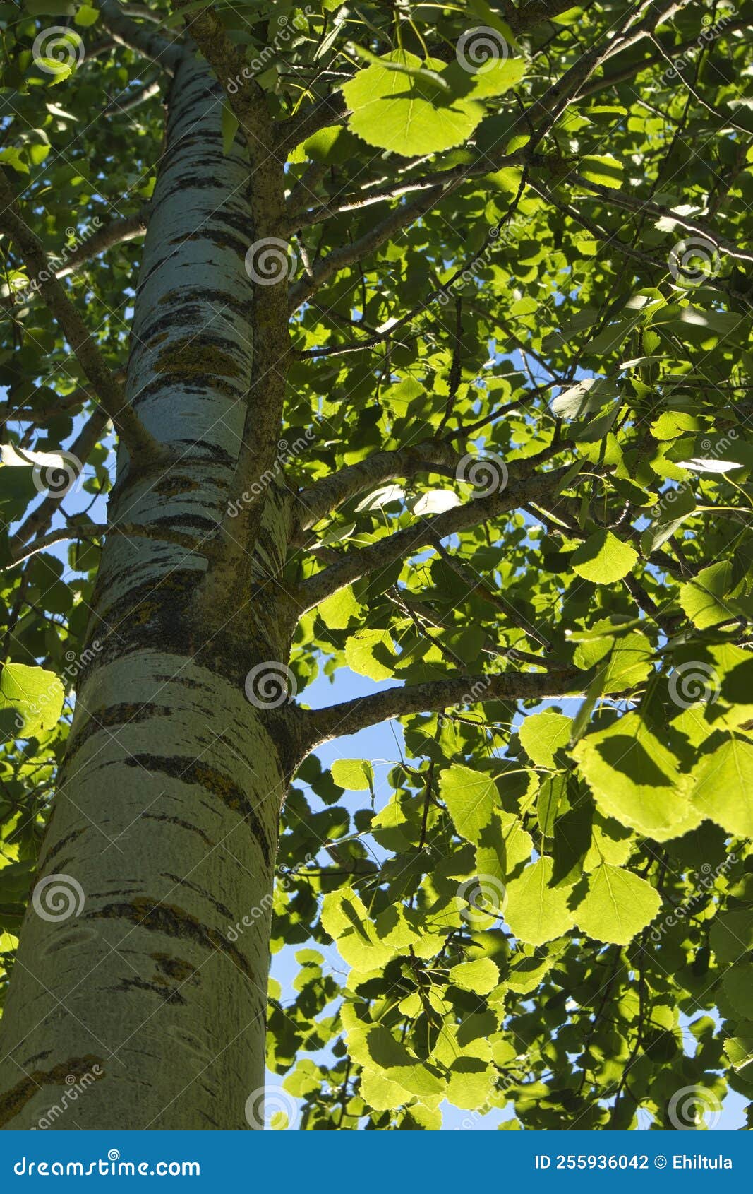 Populus Tremula, Eurasian Aspen Stock Photo - Image of deciduous ...