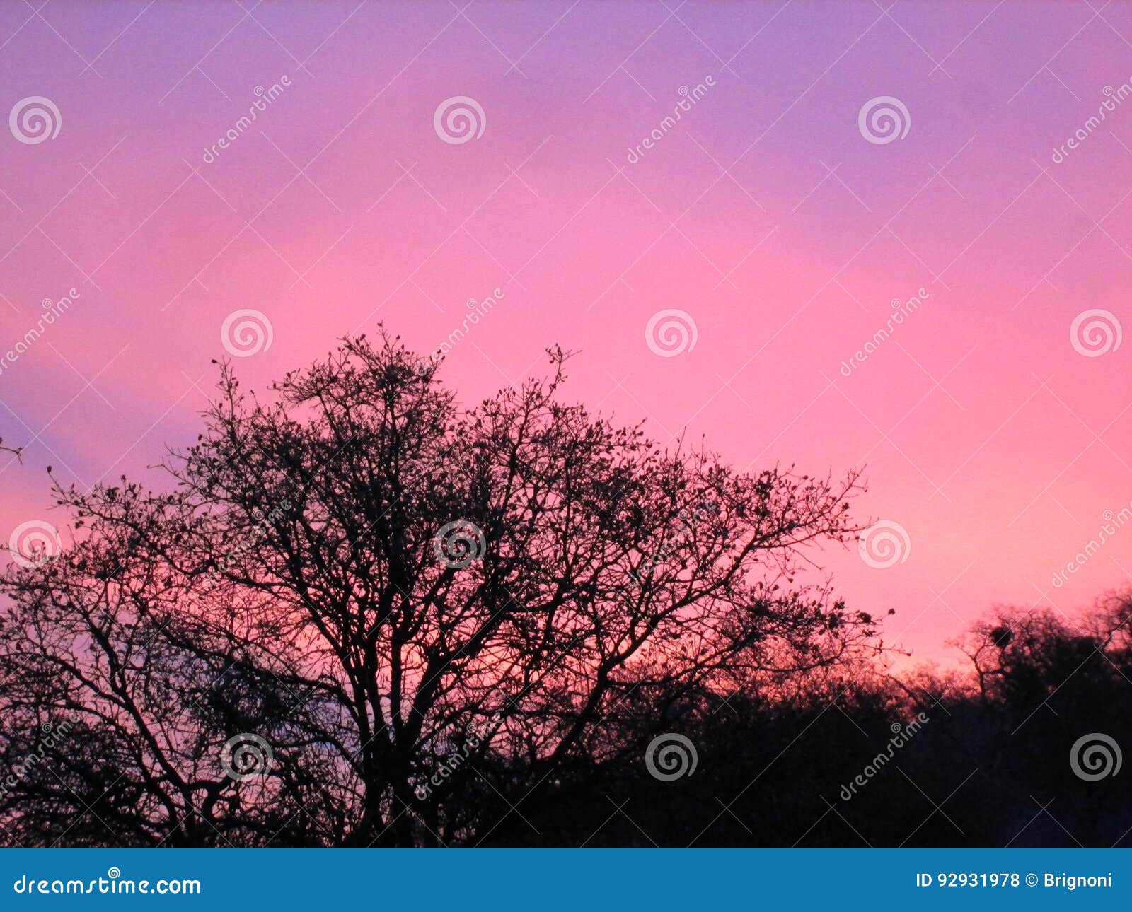 Por do sol cor-de-rosa foto de stock. Imagem de central - 92931978