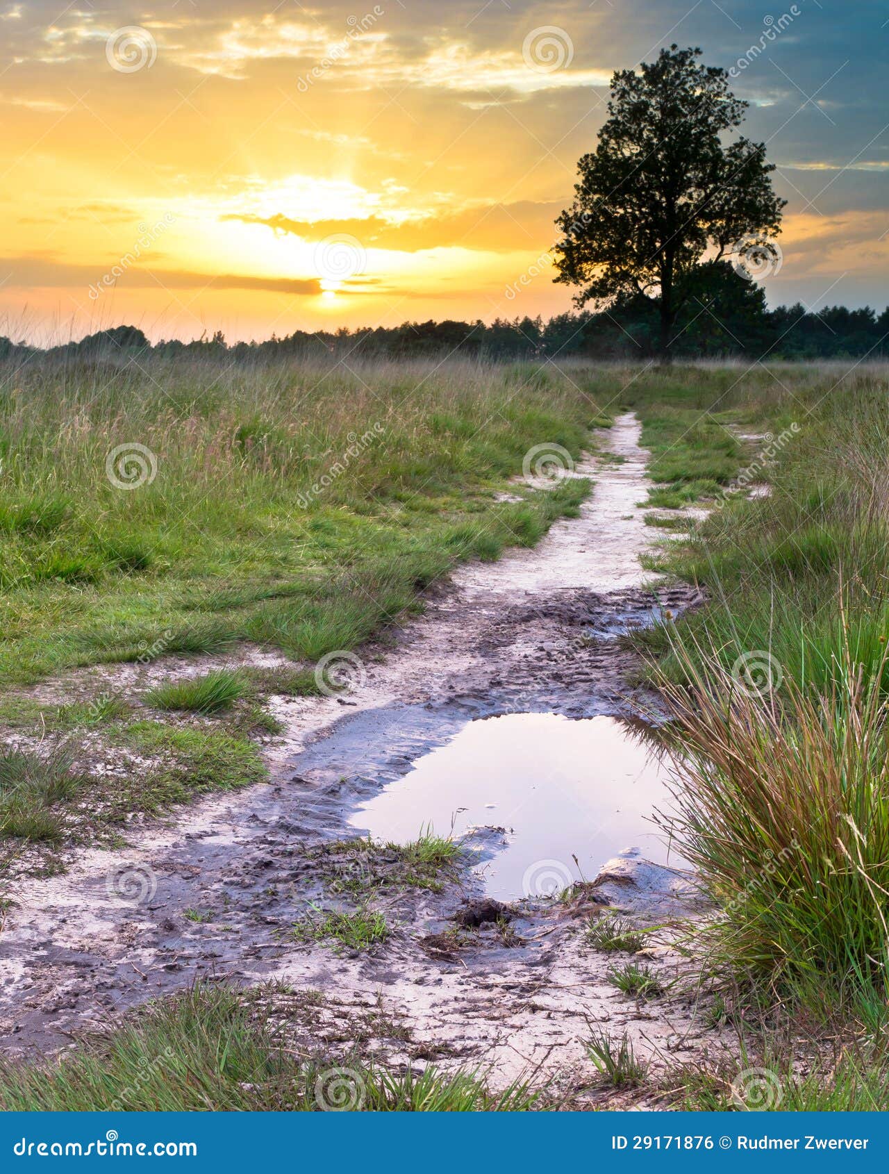 Por Do Sol Da Fuga Da Charneca Foto de Stock - Imagem de urze, habitat ...