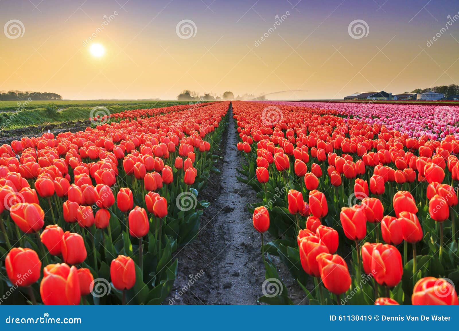 Por do sol da tulipa imagem de stock. Imagem de turismo - 61130419