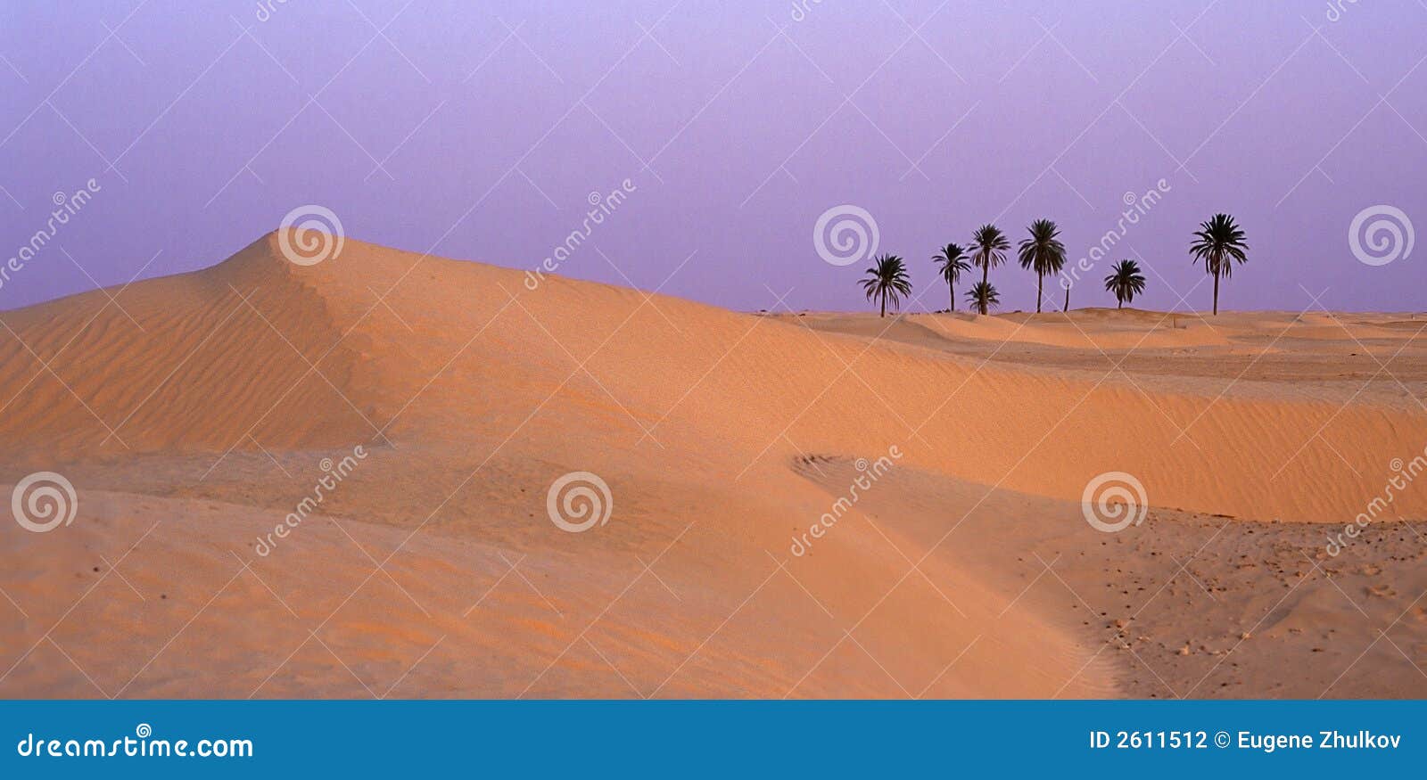 Por do sol do deserto foto de stock. Imagem de flora, saharan - 2611512