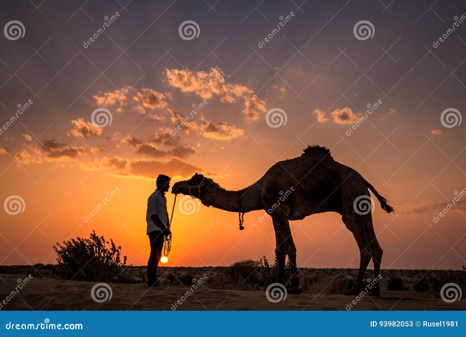 Por Do Sol Indiano Do Camelo Foto de Stock Editorial - Imagem de homem ...