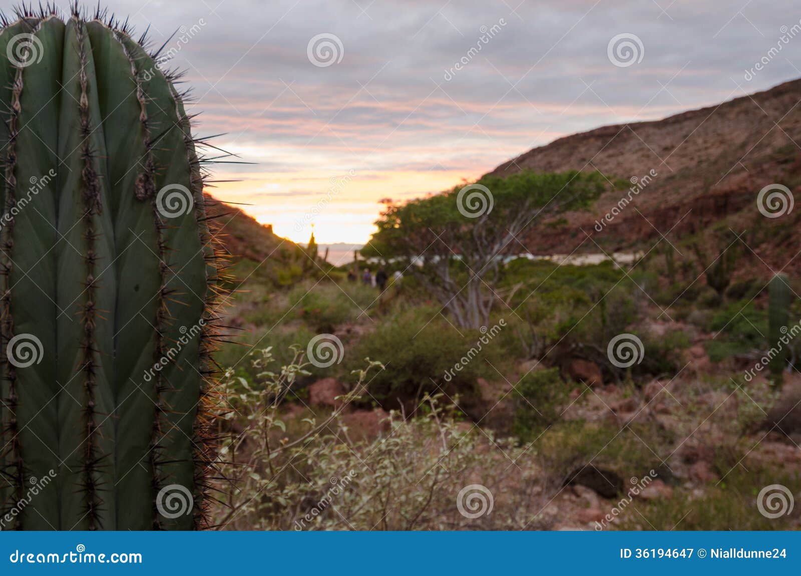 Por Do Sol No Deserto Mexicano Imagem de Stock - Imagem de ensolarado ...