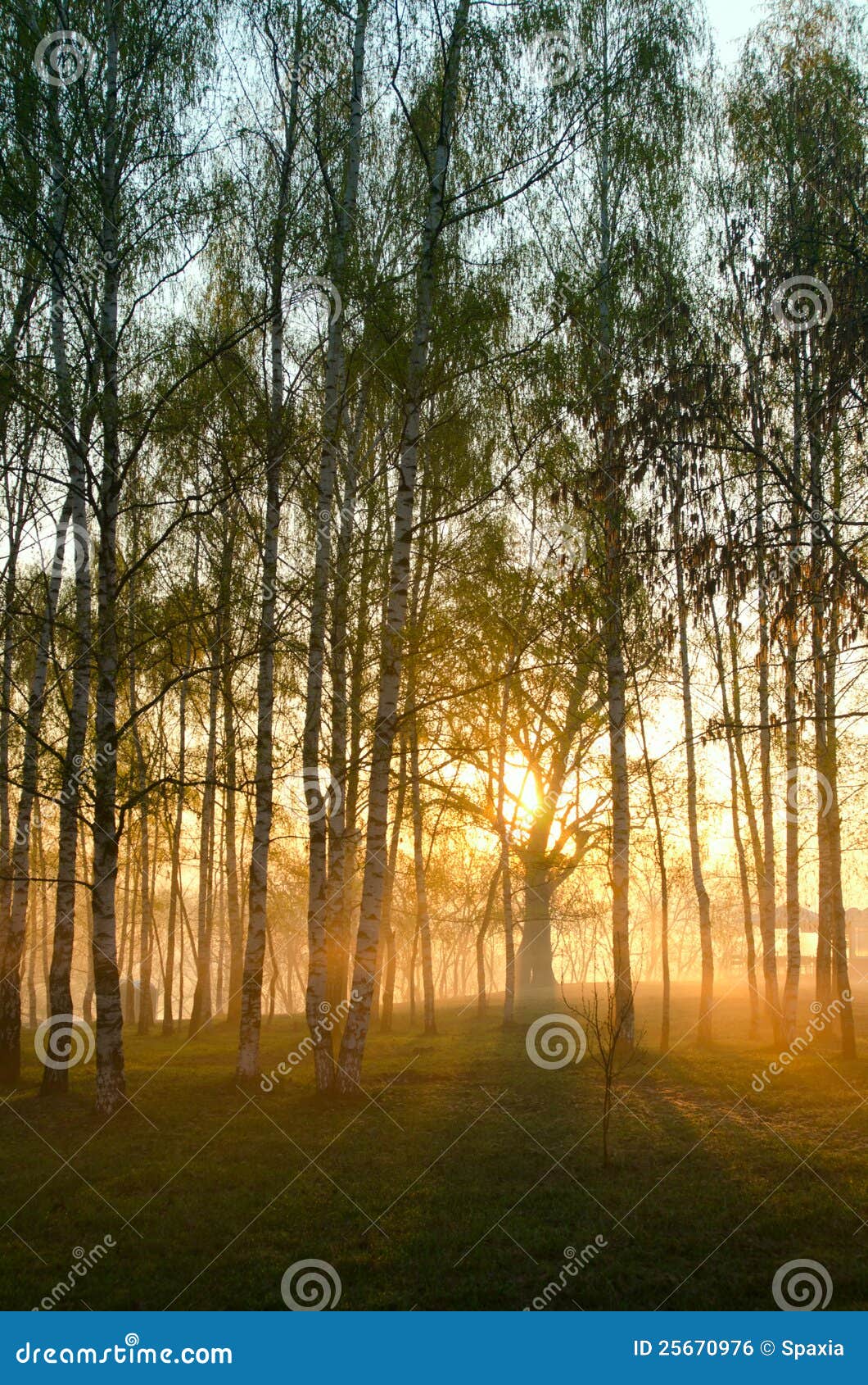 Por do sol no parque foto de stock. Imagem de filial - 25670976