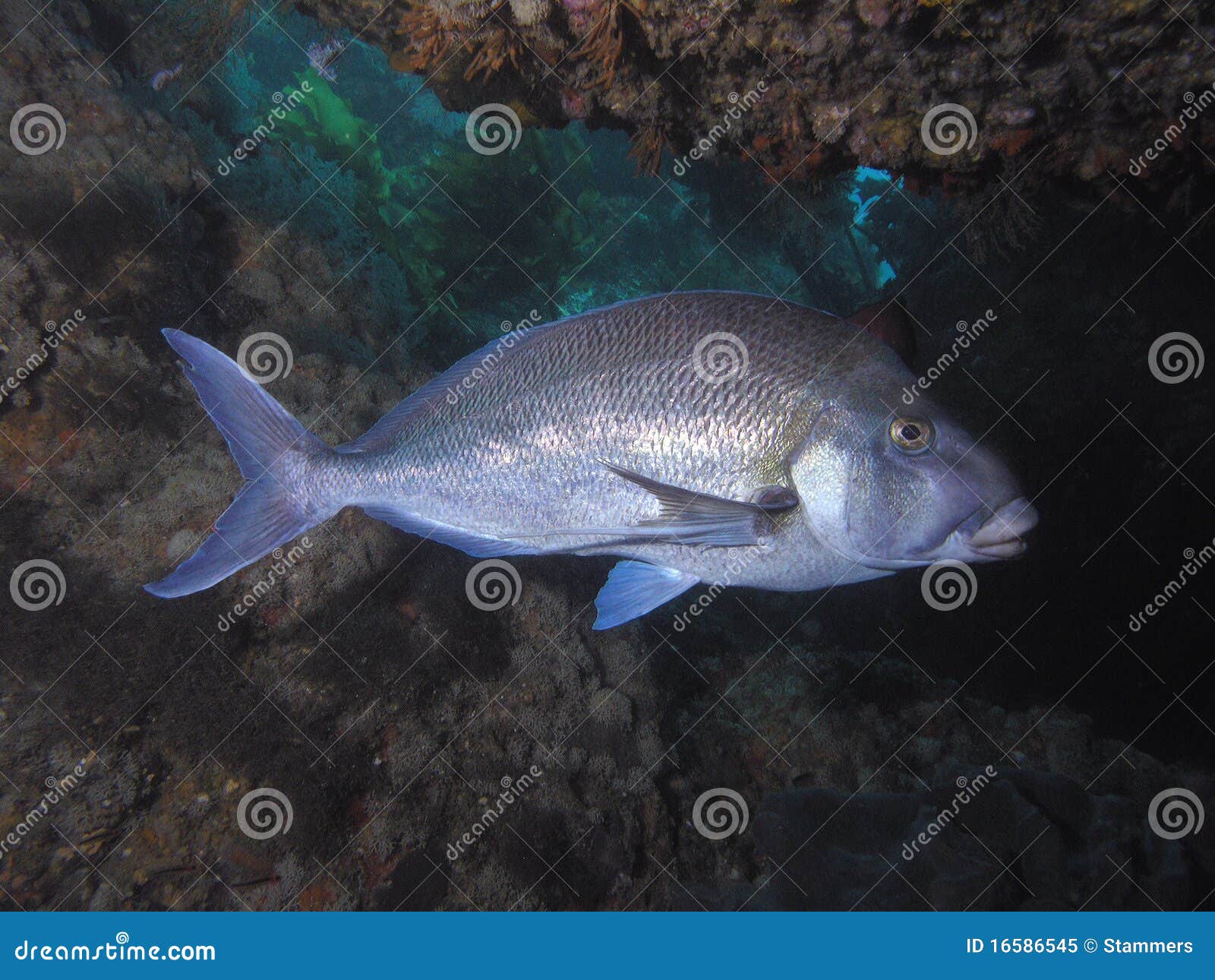 Porae fish stock image. Image of inside, porae, hidding - 16586545