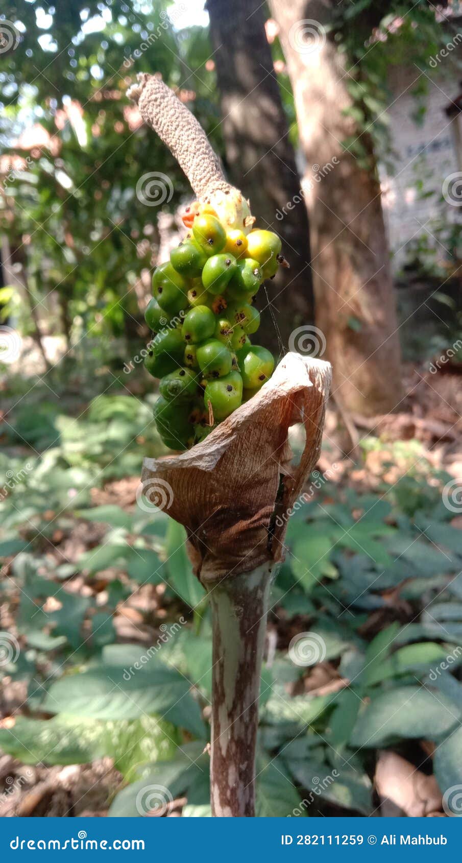 Porang plant fruit stock image. Image of plant, vegetarian - 282111259