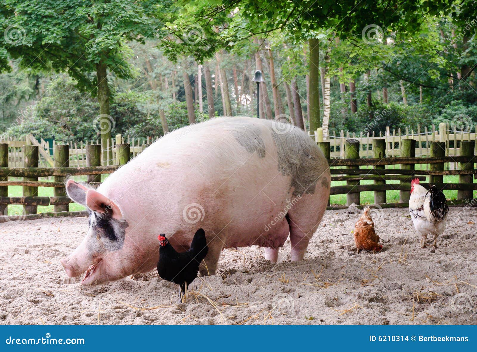 Porc énorme photo stock. Image du arbre, verrat, porcelet - 6210314