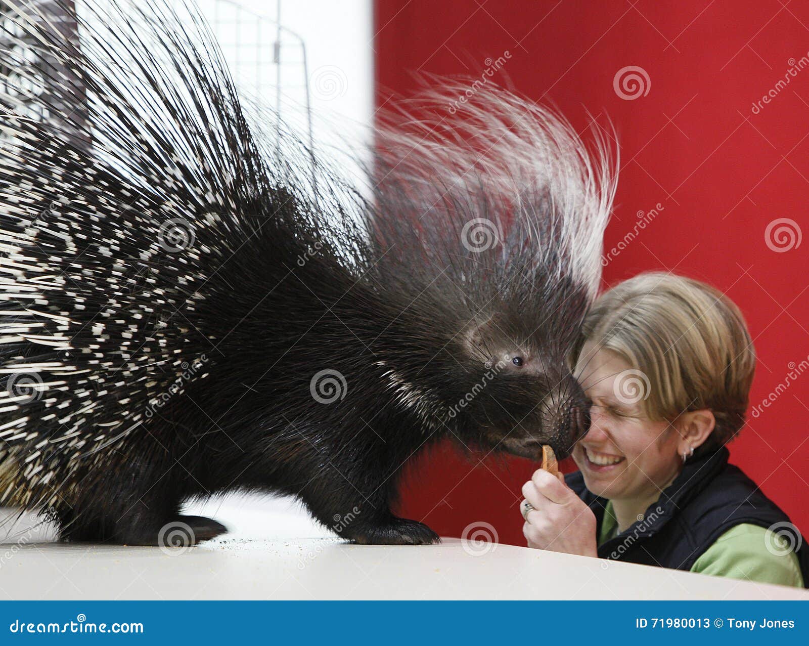 Porc-épic africain photo stock éditorial. Image du animaux - 71980013