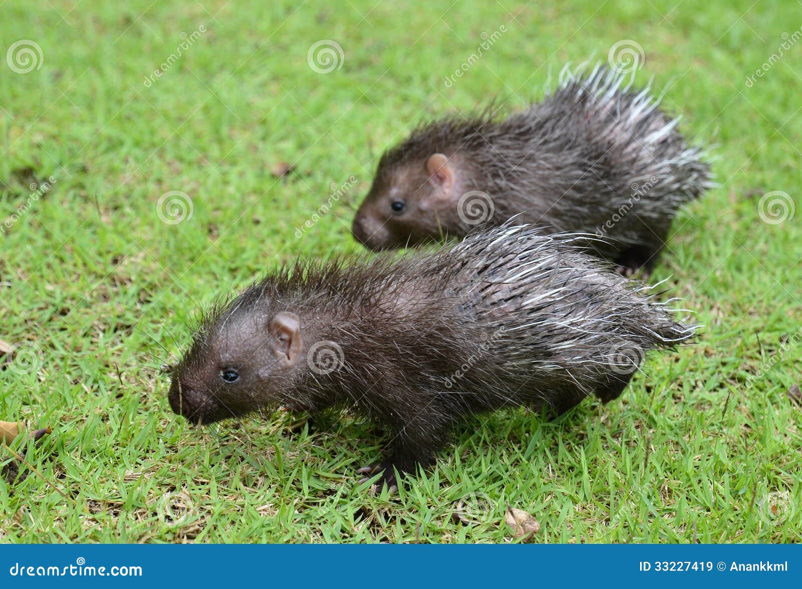 Porc-épic de bébé image stock. Image du animal, pointu - 33227419