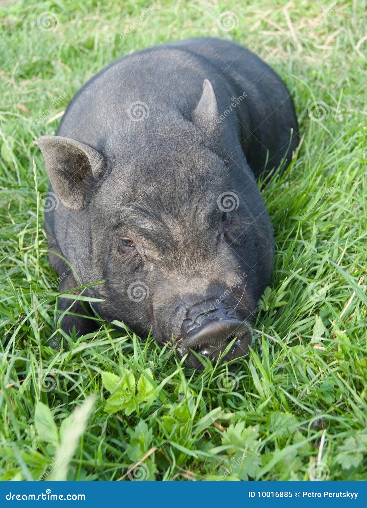 Porc image stock. Image du image, verticale, projectile - 10016885